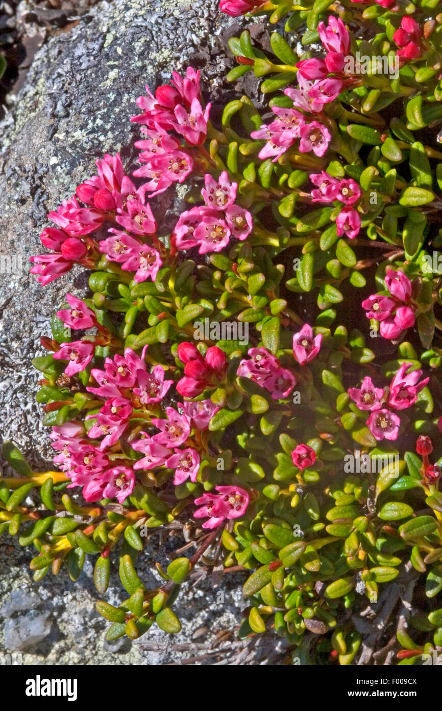 Alpine azalea, Trailing azalea, Alpine-azalea, Dwarf azalea ...