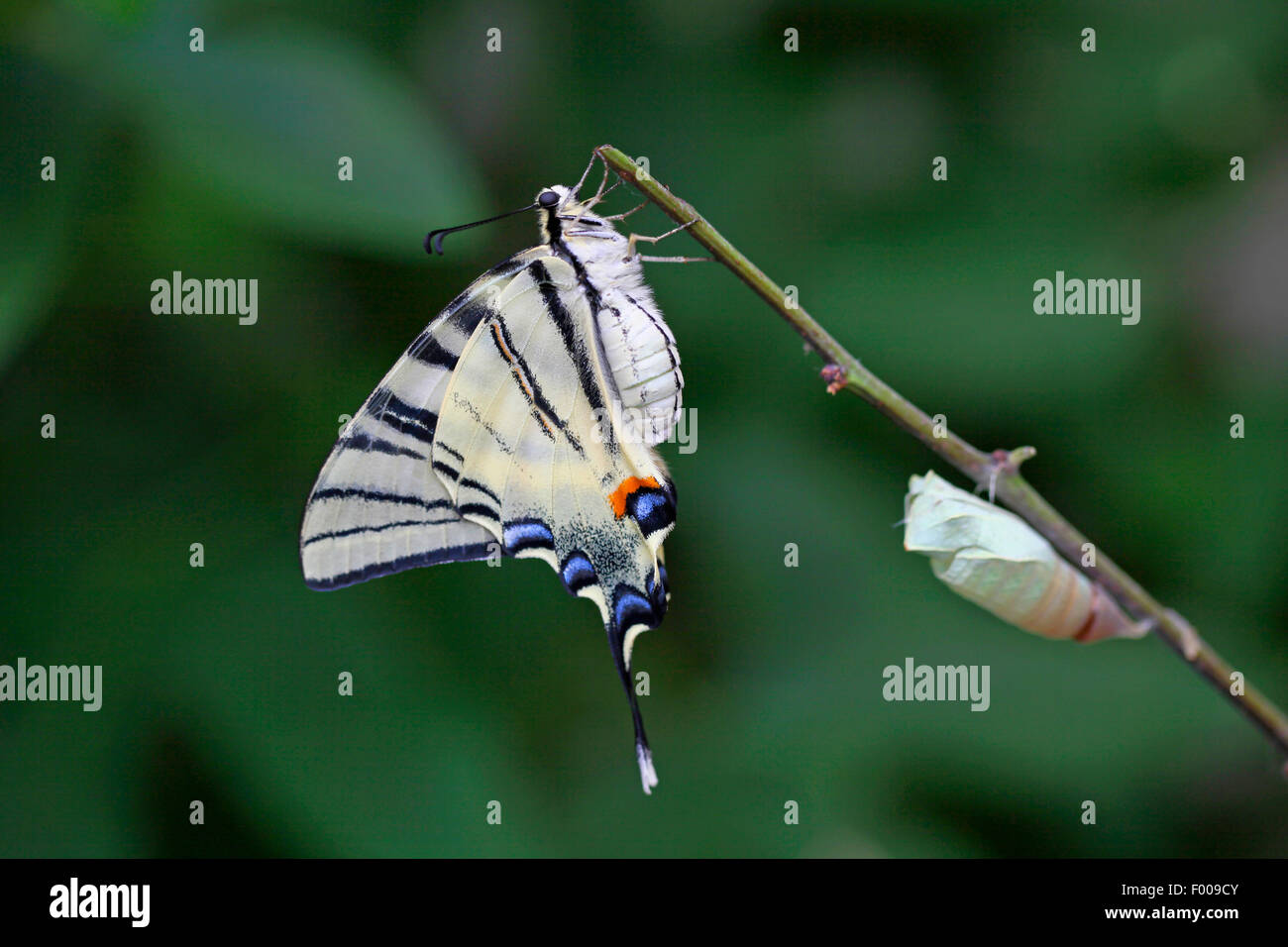 scarce swallowtail, kite swallowtail (Iphiclides podalirius), Fresh ...