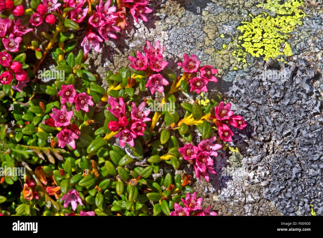 Alpine azalea, Trailing azalea, Alpine-azalea, Dwarf azalea ...