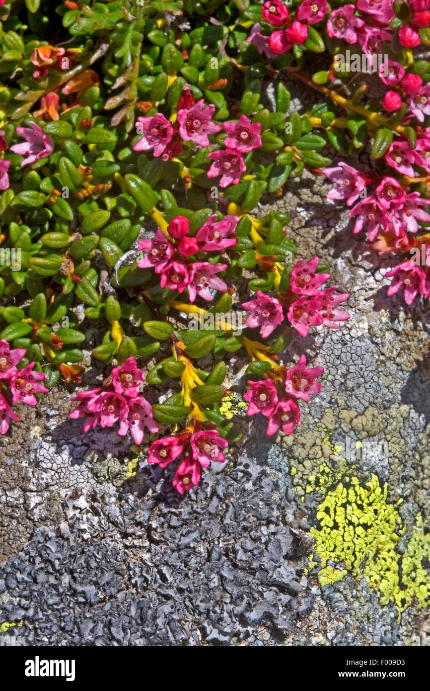 Alpine azalea, Trailing azalea, Alpine-azalea, Dwarf azalea ...