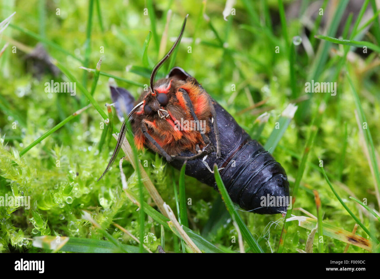 Garden tiger moth (Arctia caja), Butterfly hatching, Germany, Bavaria ...
