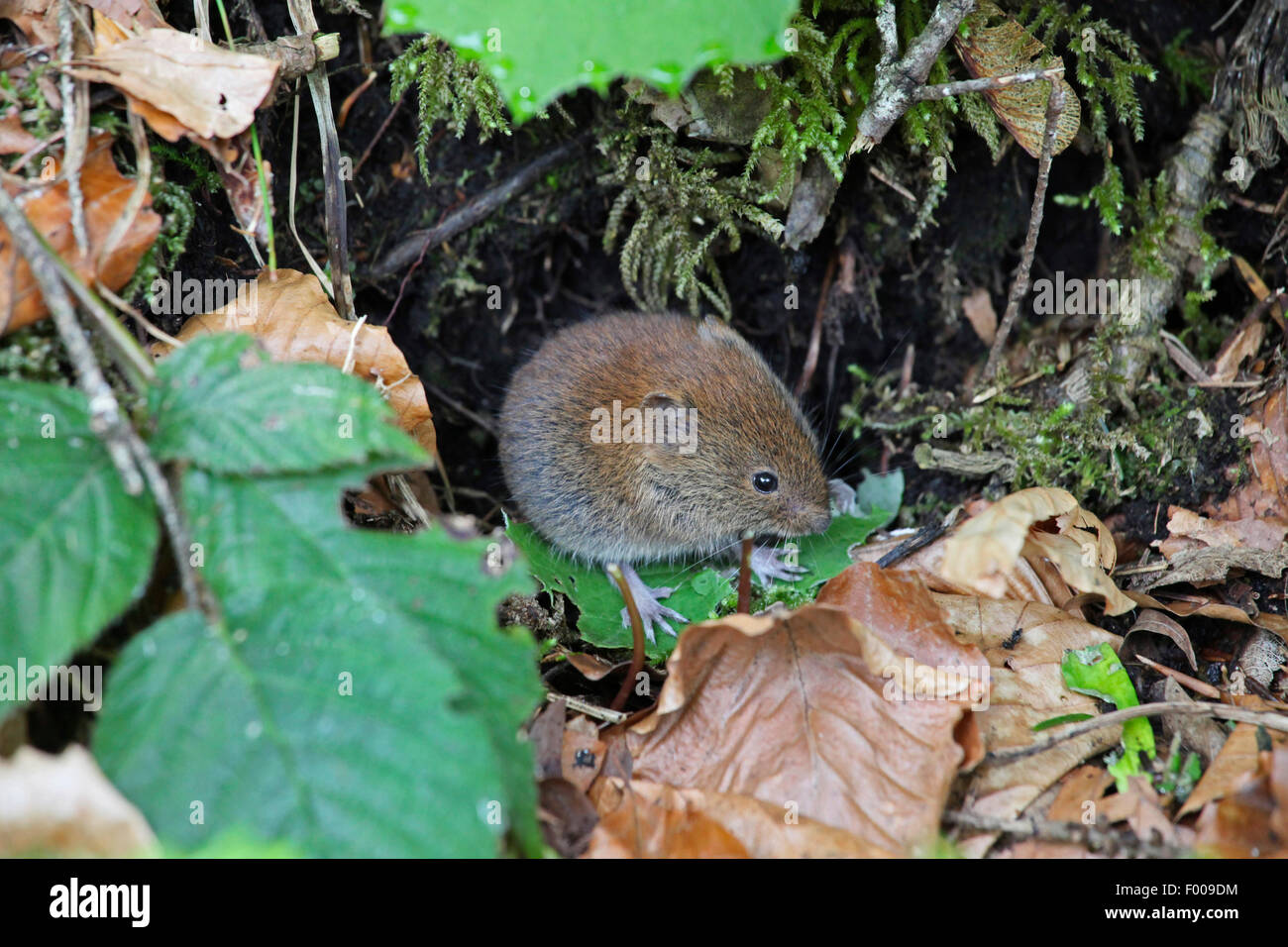 wood mouse, long-tailed field mouse (Apodemus sylvaticus), young animal on the forest ground ...