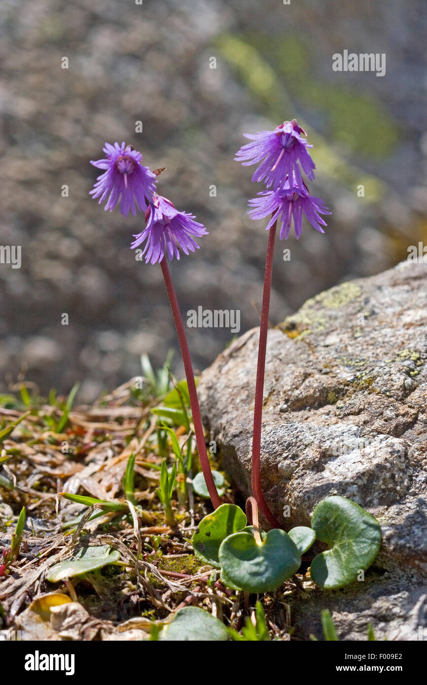 Alpine snowbell, Moonwort (Soldanella alpina), blooming, Germany Stock ...
