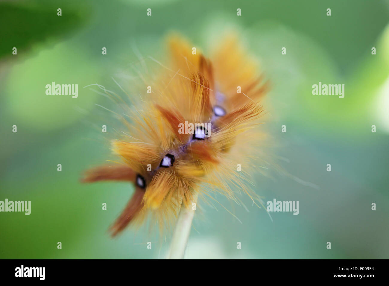 sycamore moth (Acronicta aceris), caterpillar, Germany, Bavaria Stock ...