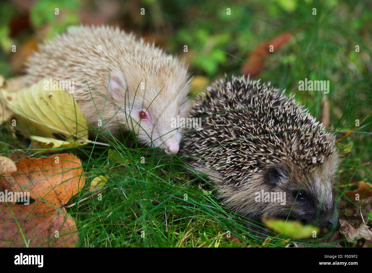 Western hedgehog, European hedgehog (Erinaceus europaeus), normal ...