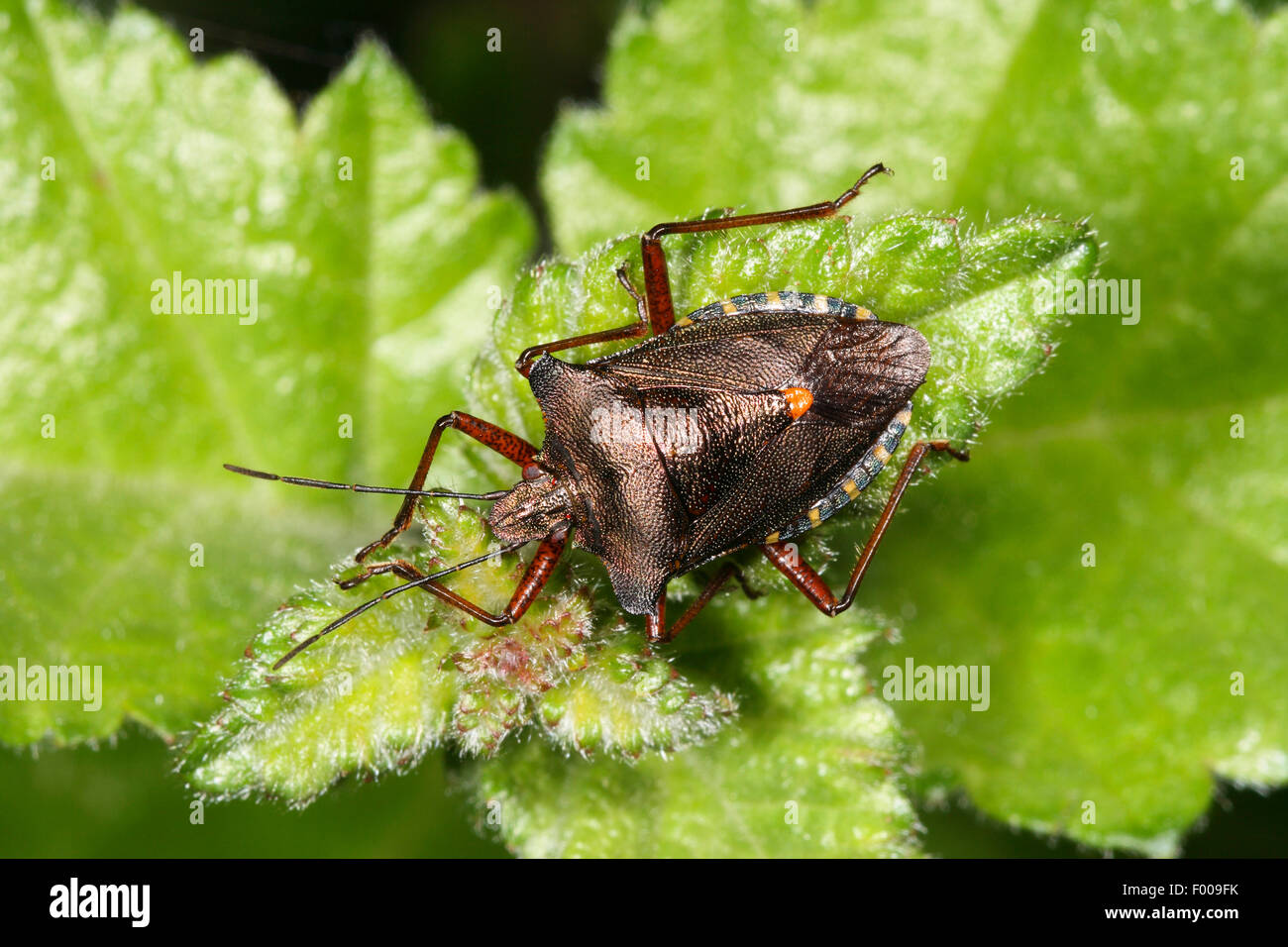 Forest bug (Pentatoma rufipes), sitting on a leaf, Germany Stock Photo ...