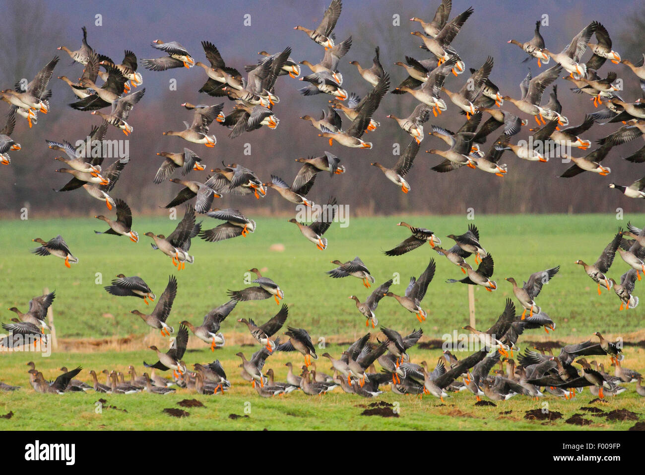 Bean Goose, Taiga Bean Goose (Anser fabalis), flock of bean geese and ...