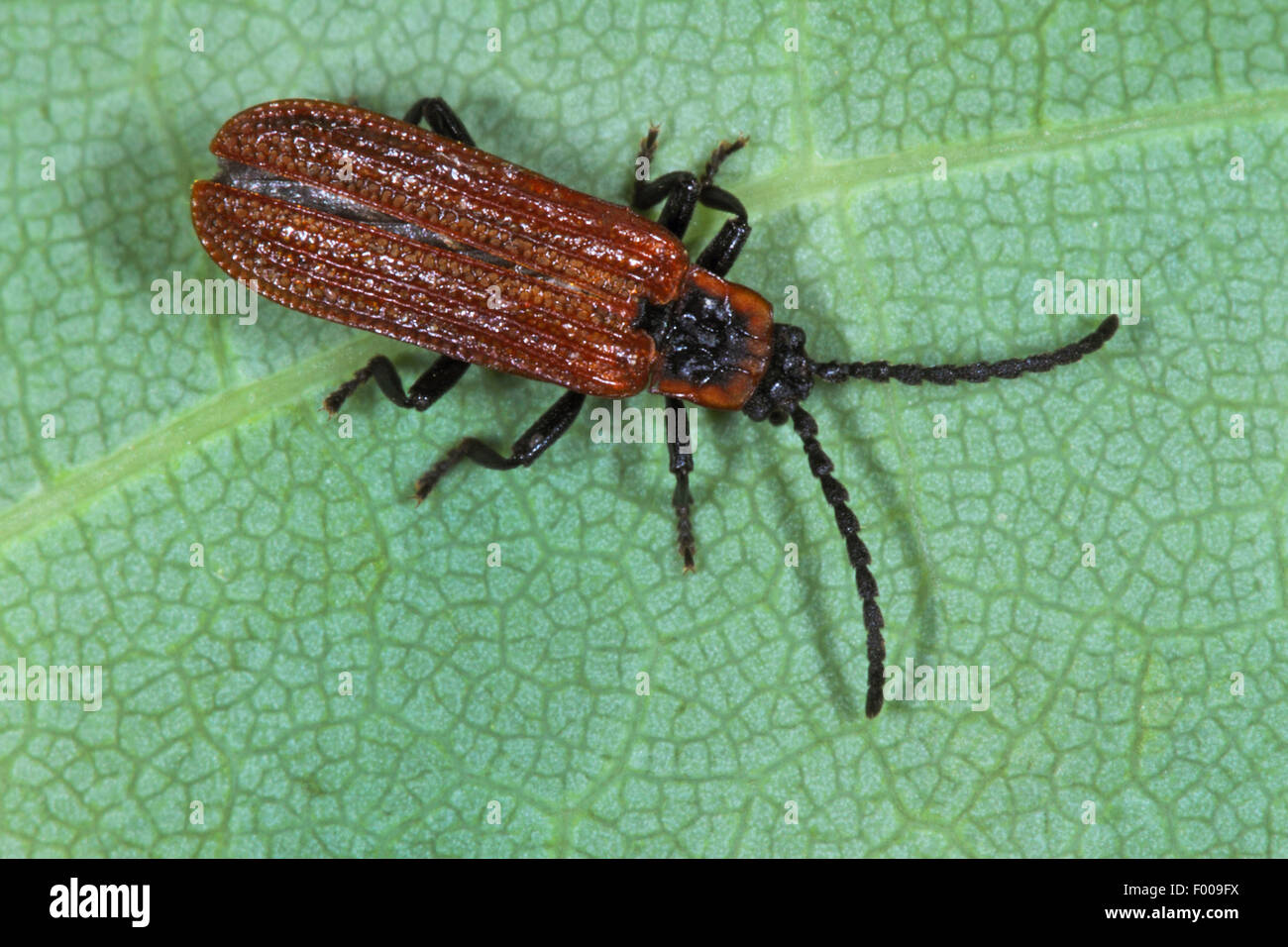 Net winged beetle hi-res stock photography and images - Alamy