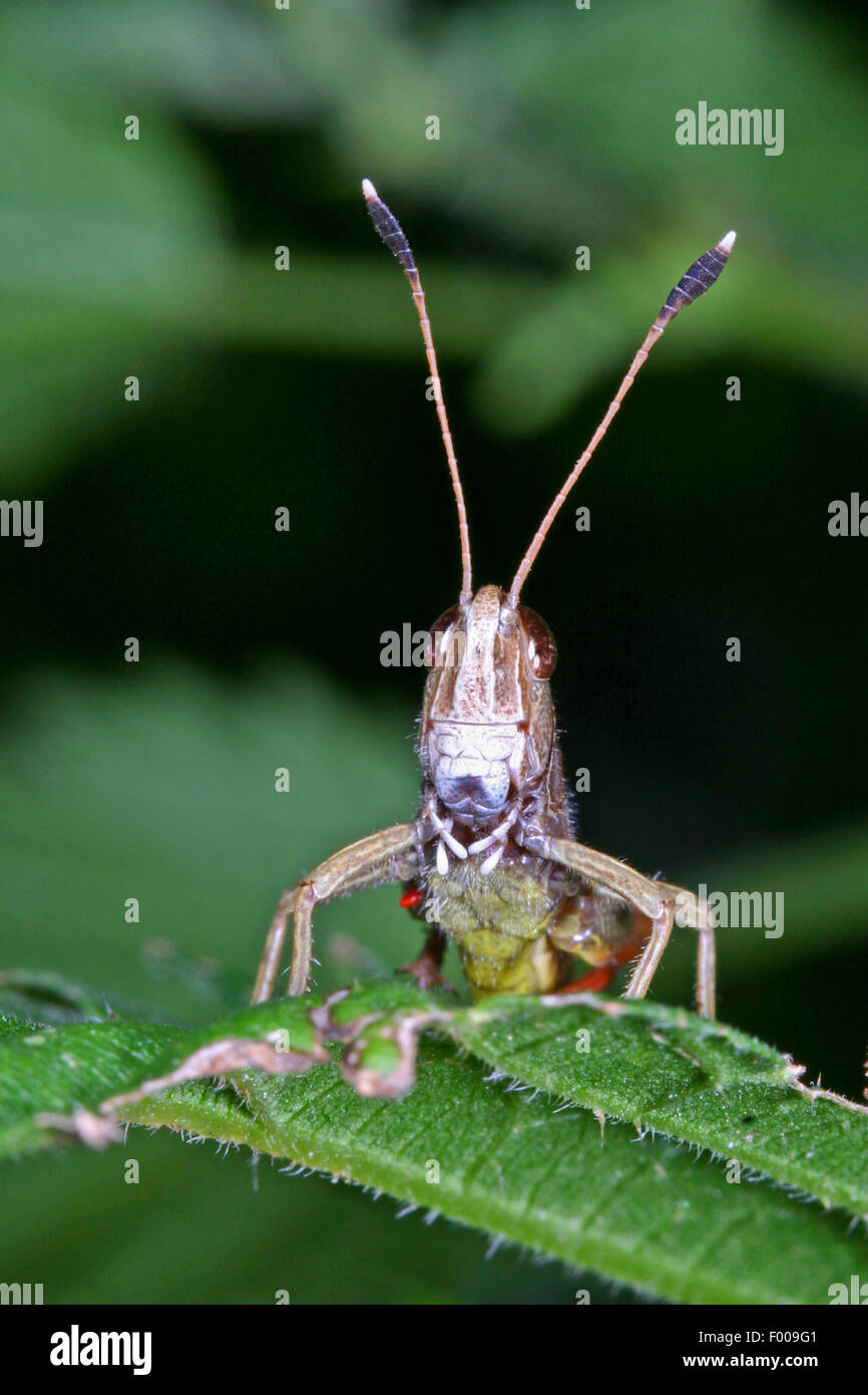 rufous grasshopper (Gomphocerus rufus, Gomphocerippus rufus), portrait ...