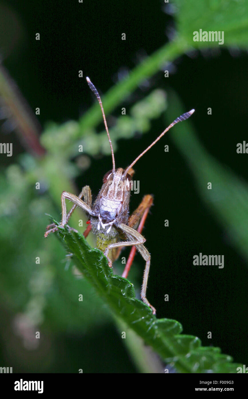rufous grasshopper (Gomphocerus rufus, Gomphocerippus rufus), portrait ...