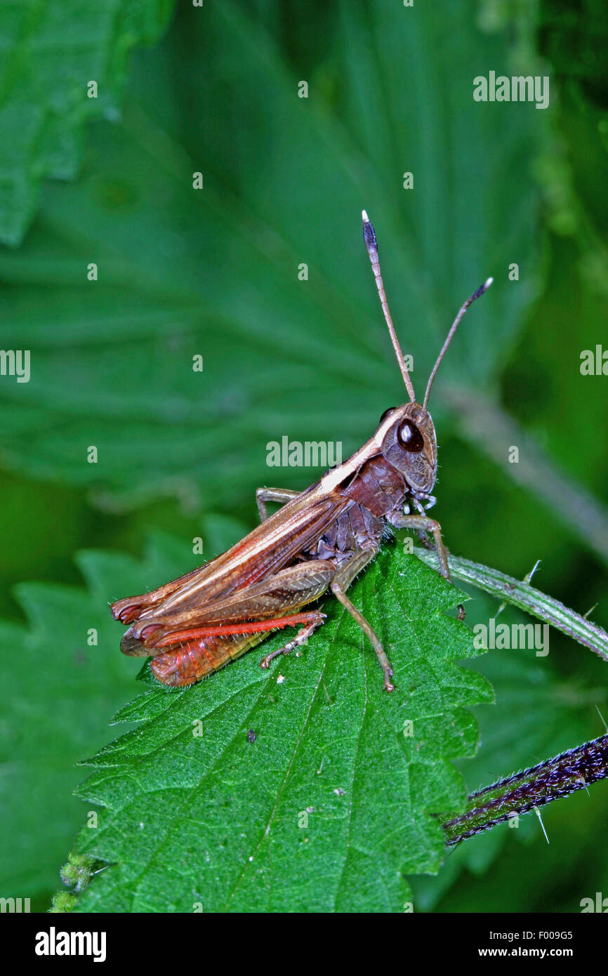 Gomphocerippus rufus hi-res stock photography and images - Alamy