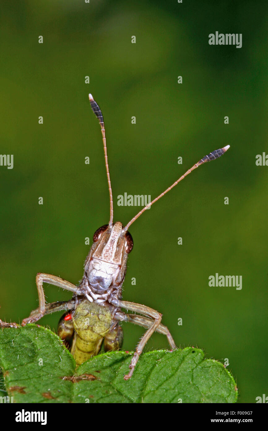 rufous grasshopper (Gomphocerus rufus, Gomphocerippus rufus), portrait ...