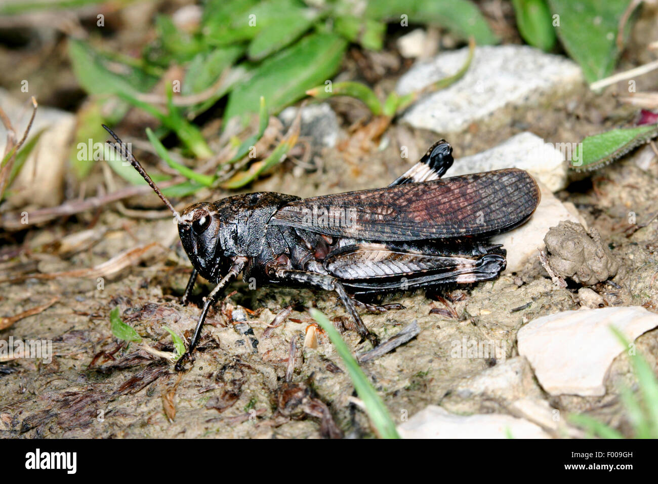 Acridium hi-res stock photography and images - Alamy