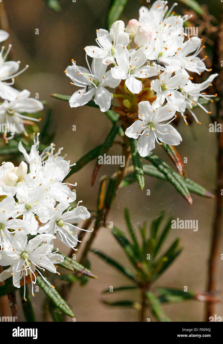 Labrador tea plant hi-res stock photography and images - Alamy