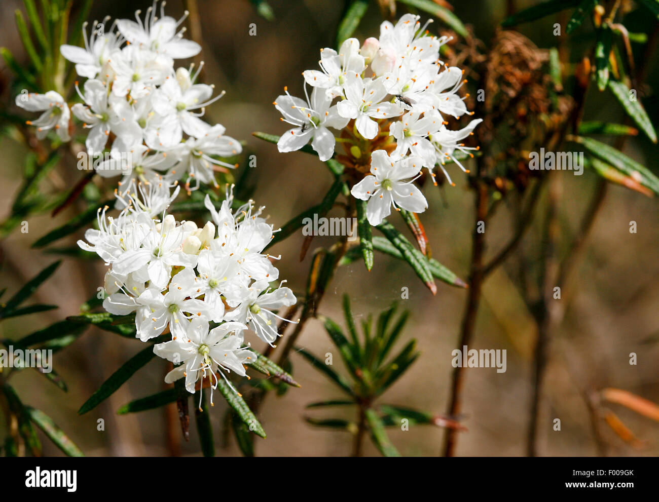 Labrador tea plant hi-res stock photography and images - Alamy