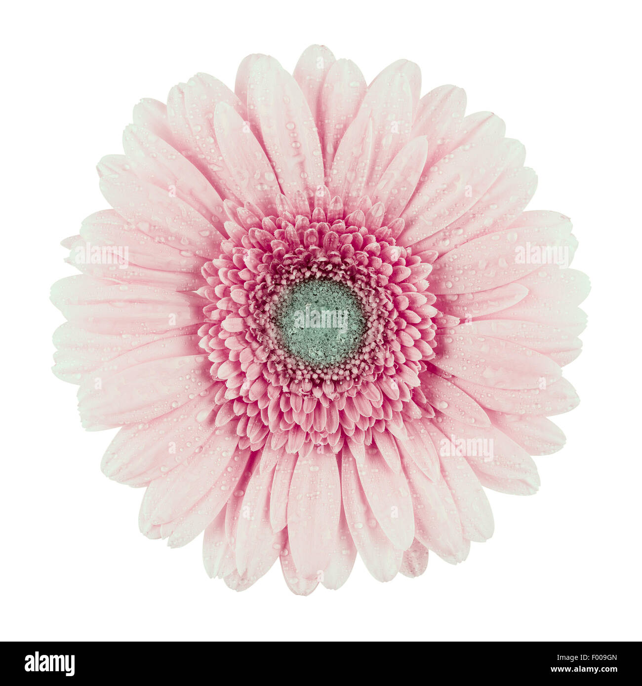Top view blooming beautiful Cut Out Stock Images & Pictures - Alamy