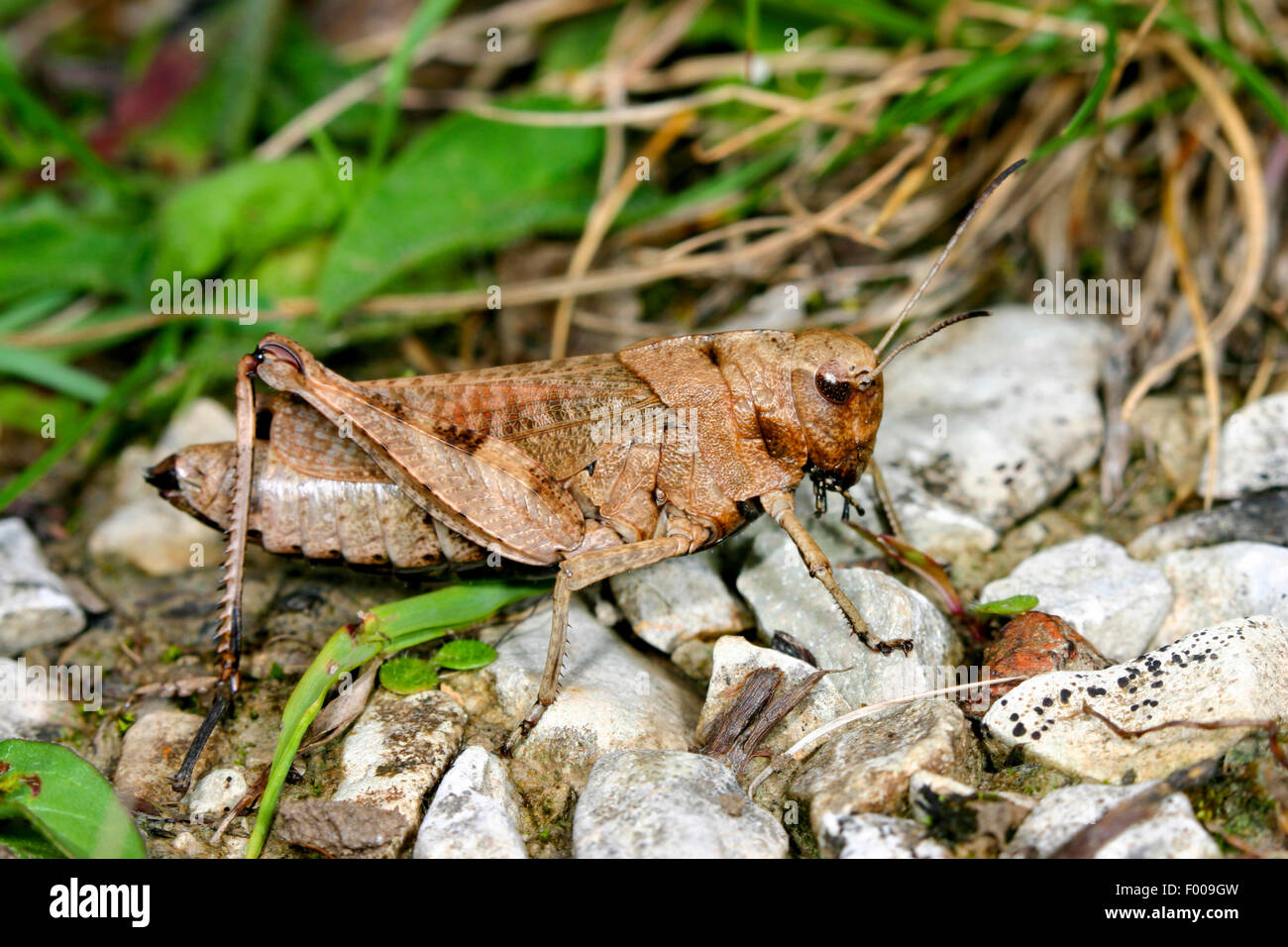 Acridium hi-res stock photography and images - Alamy
