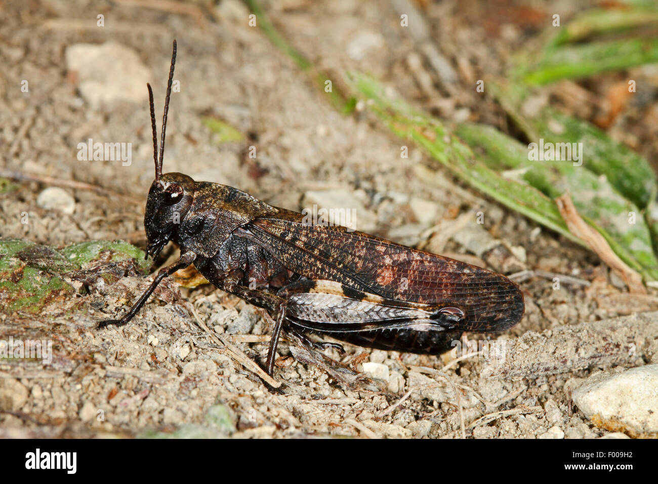 Acridium hi-res stock photography and images - Alamy