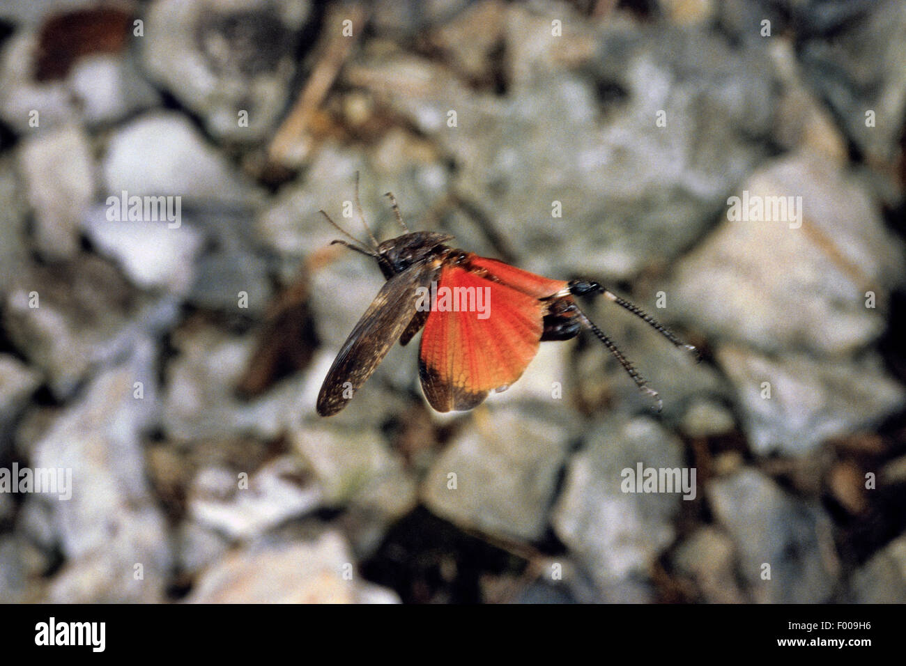 Rattle grasshopper (Psophus stridulus, Acridium stridulum), flying male ...