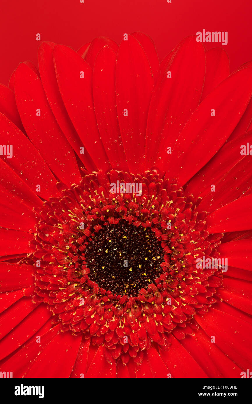 Gerbera closeup vertical hi-res stock photography and images - Alamy