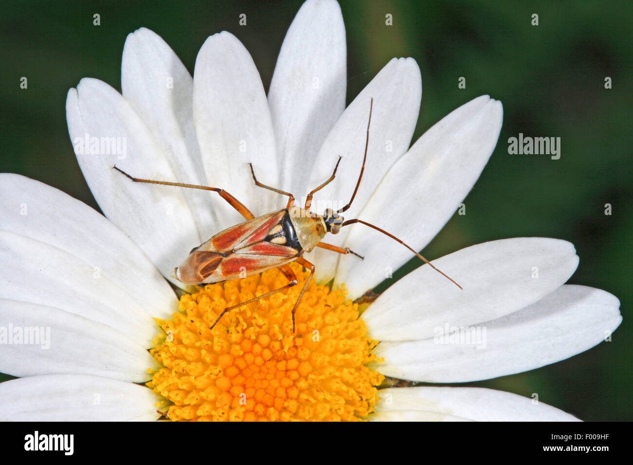 Plant bugs (Calocoris roseomaculatus), sitting on a daisy, Germany ...