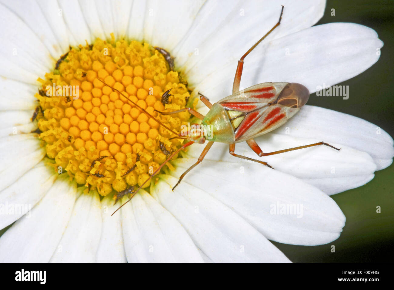 Plant bugs (Calocoris roseomaculatus), sitting on a daisy, Germany ...