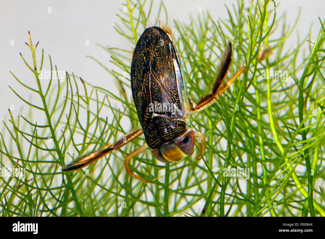 Lesser water boatman hi-res stock photography and images - Alamy
