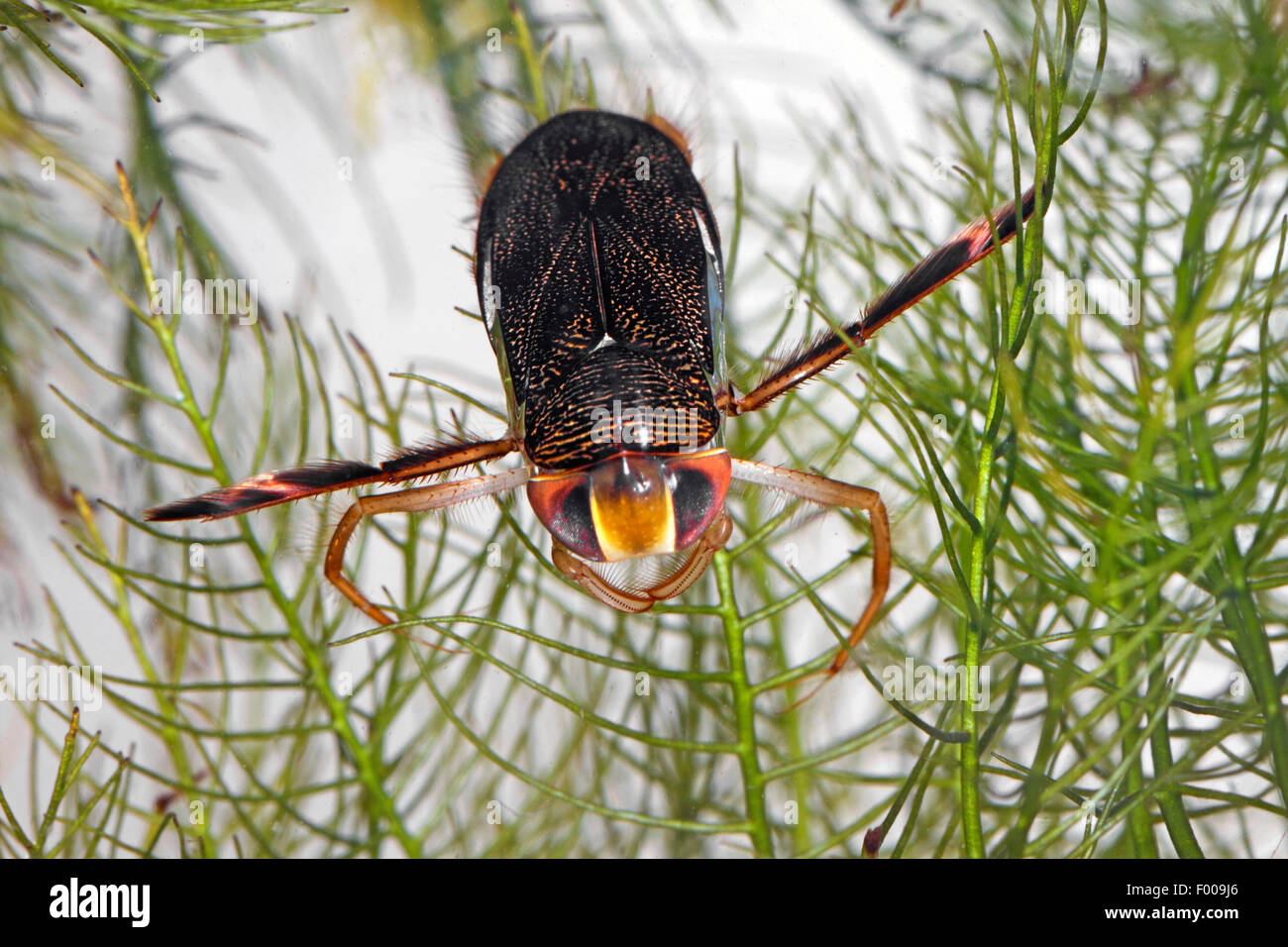 Lesser water boatmen (Corixa punctata), with water plant, Germany Stock ...