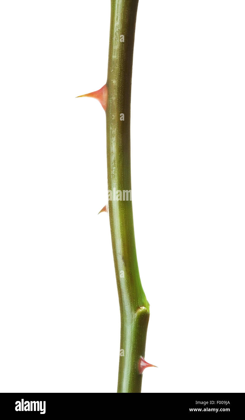 rose stem with thorns, isolated on white background Stock Photo - Alamy