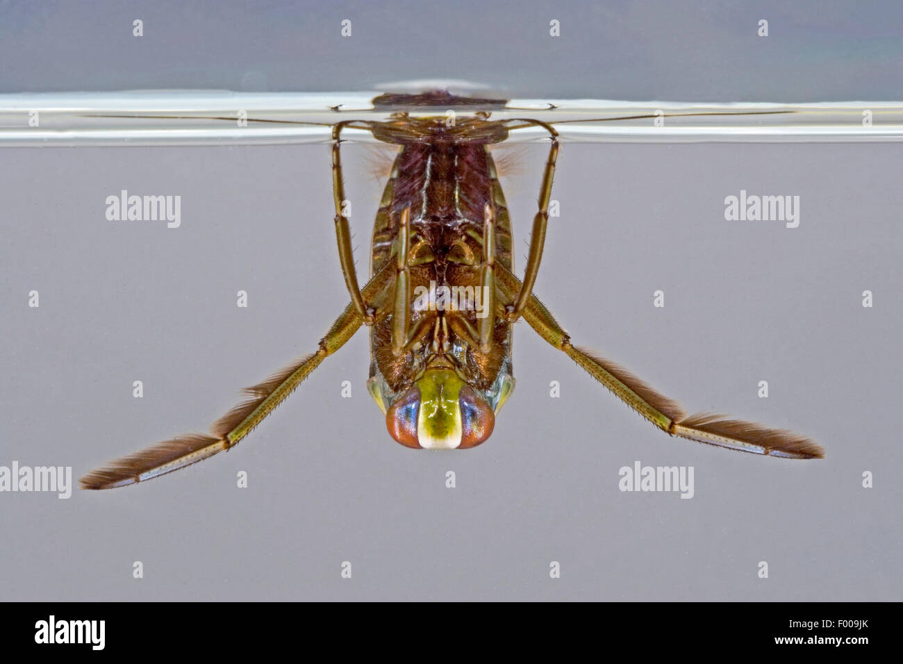 common backswimmer (Notonecta glauca), adhering at the water surface ...