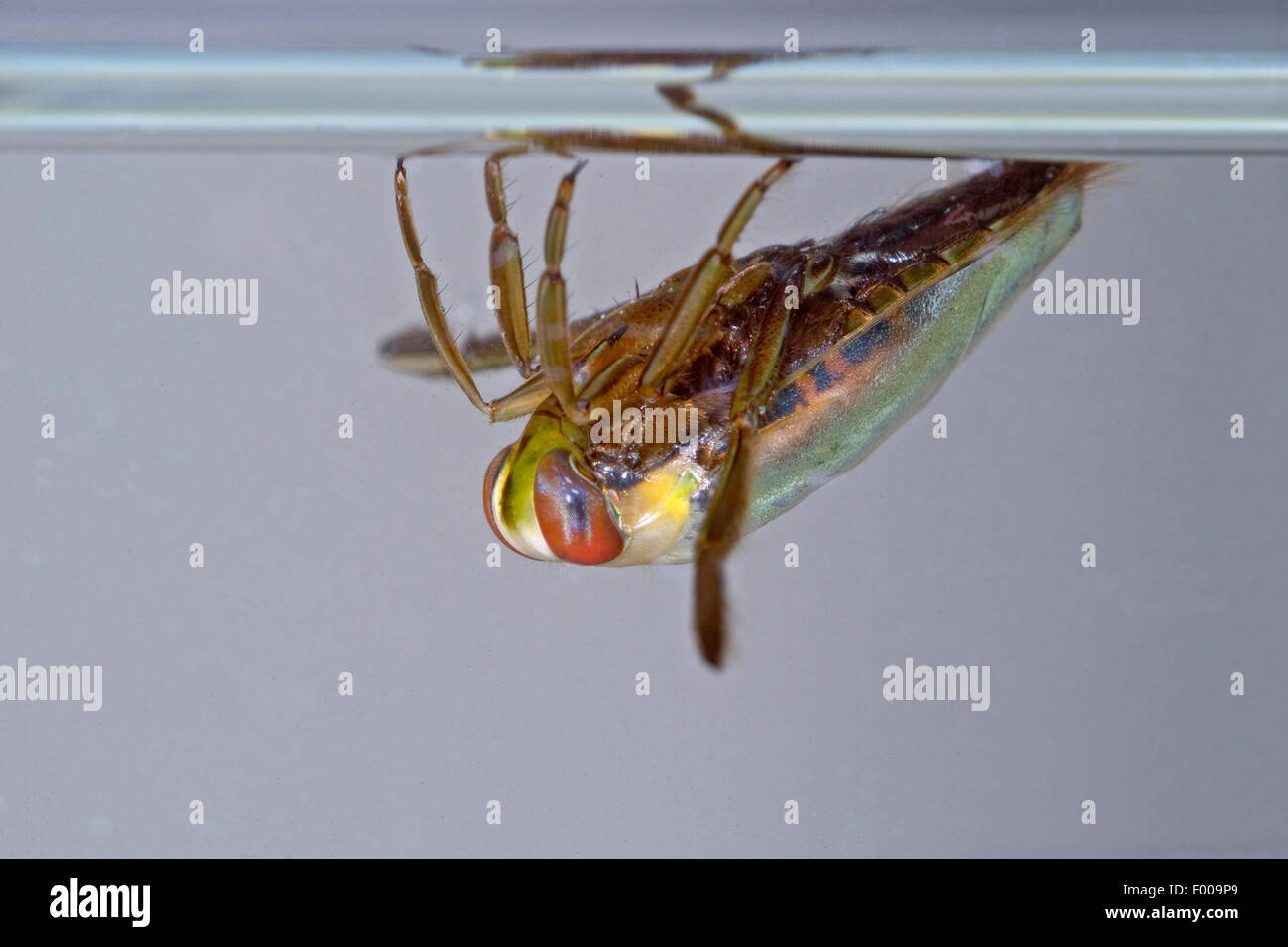 common backswimmer (Notonecta glauca), adhering at the water surface ...