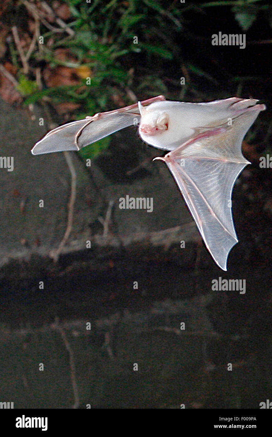 Albino Bat