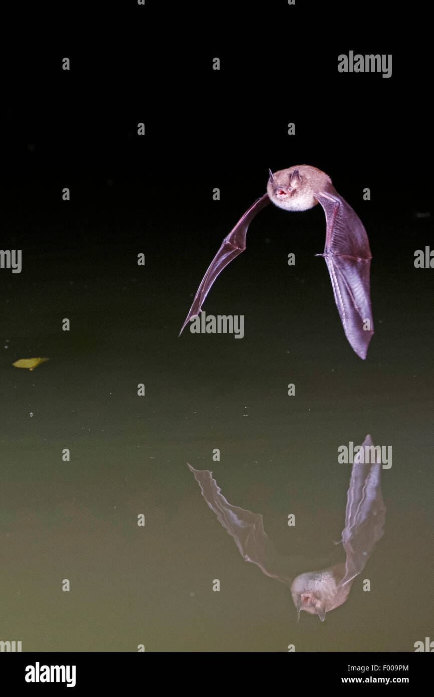 Daubenton's bat (Myotis daubentoni), in flight, hunting over ...