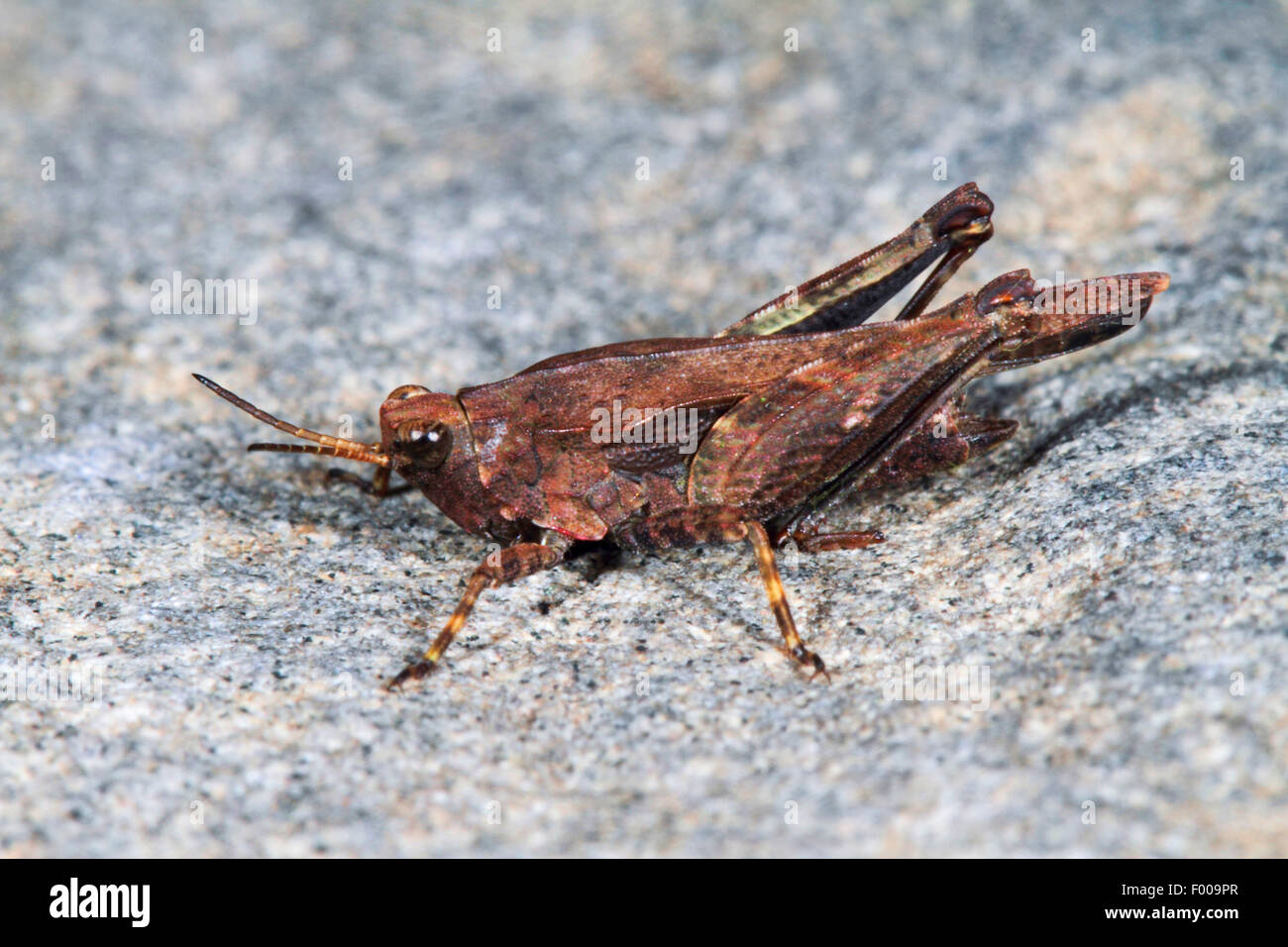 Slender groundhopper (Tetrix subulata, Tetrix subulatum, Acrydium ...