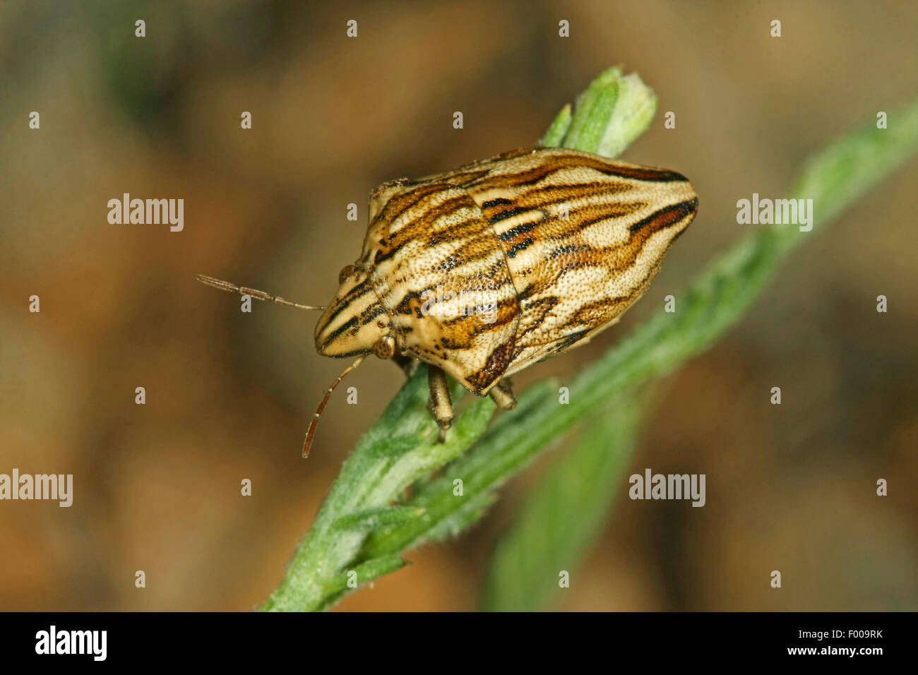 Brown shield bug hi-res stock photography and images - Alamy