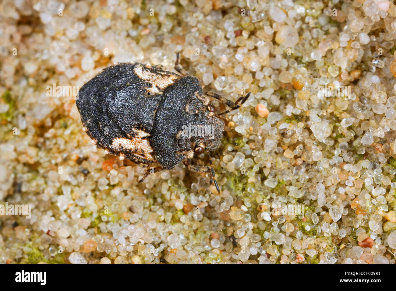 Shield-back bug (Phimodera humeralis), on sand Stock Photo - Alamy