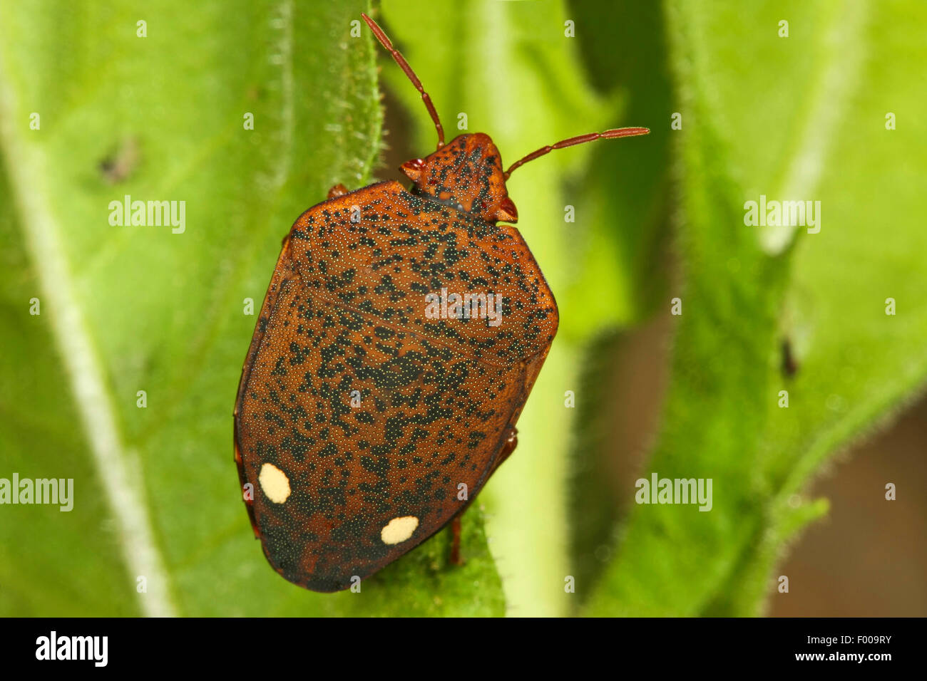 Shield back bugs hi-res stock photography and images - Alamy