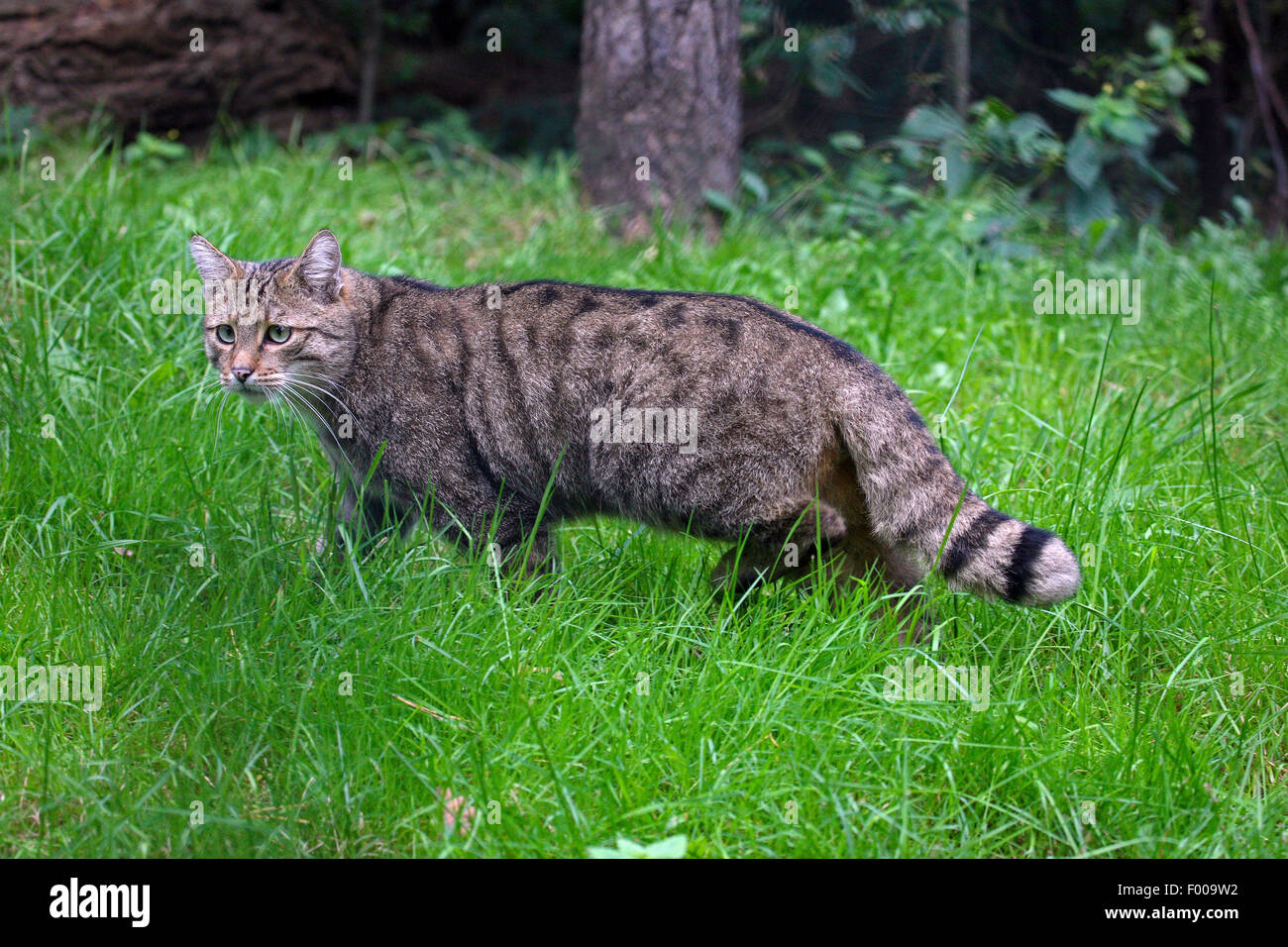 European wildcat meadow hi-res stock photography and images - Alamy