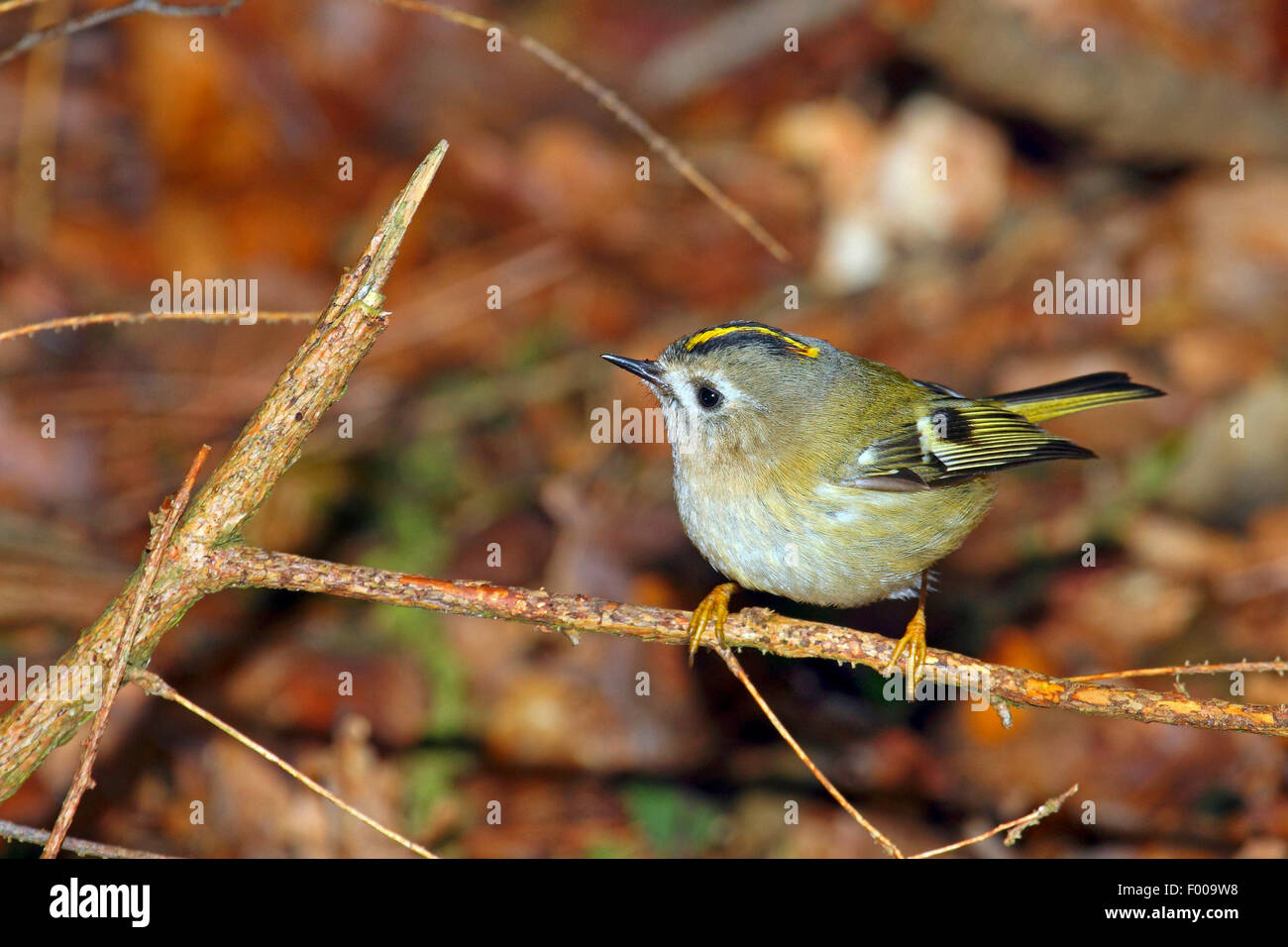 Female goldcrest hi-res stock photography and images - Alamy
