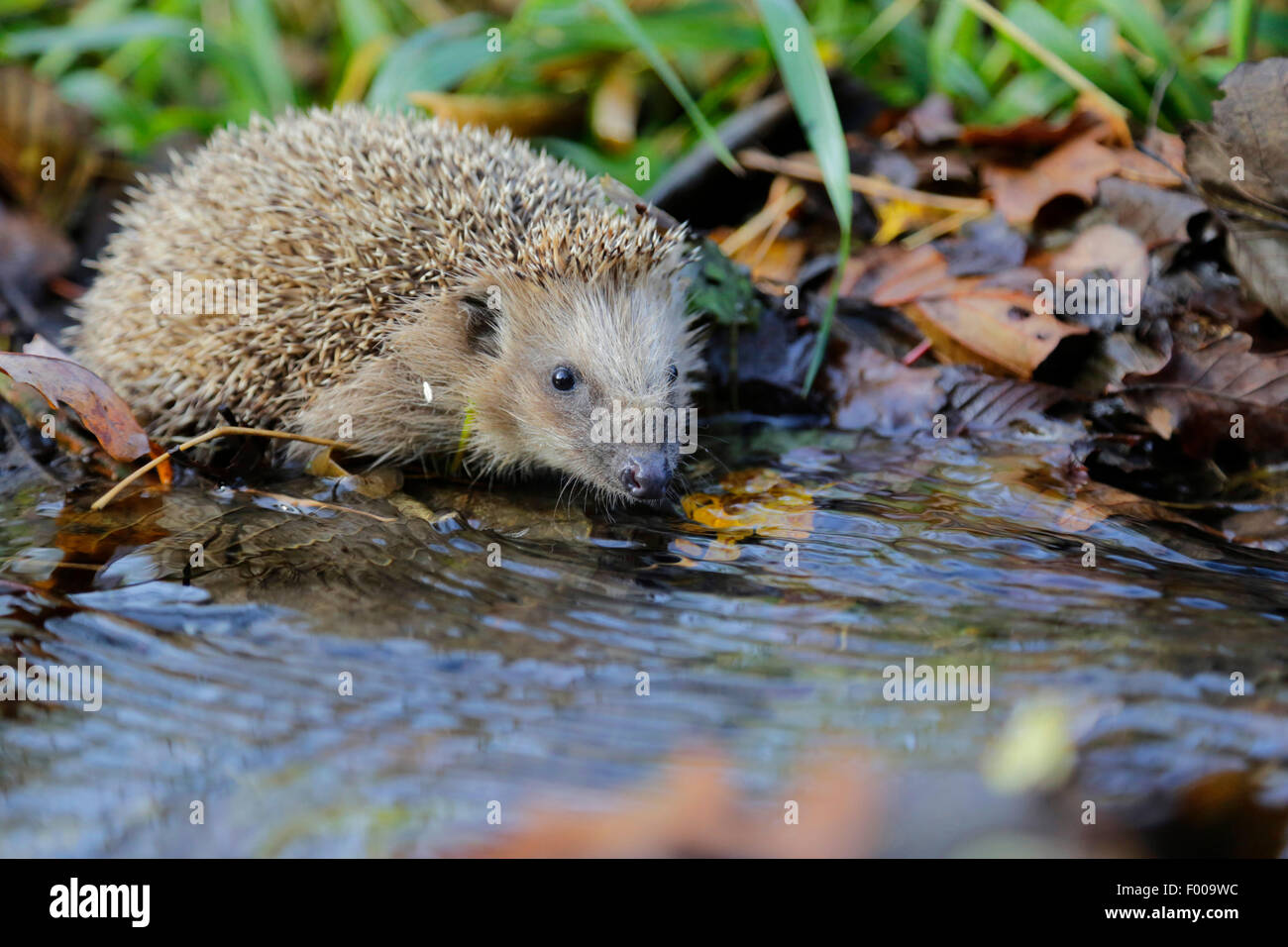 Western hedgehog, European hedgehog (Erinaceus europaeus), hedgehog ...