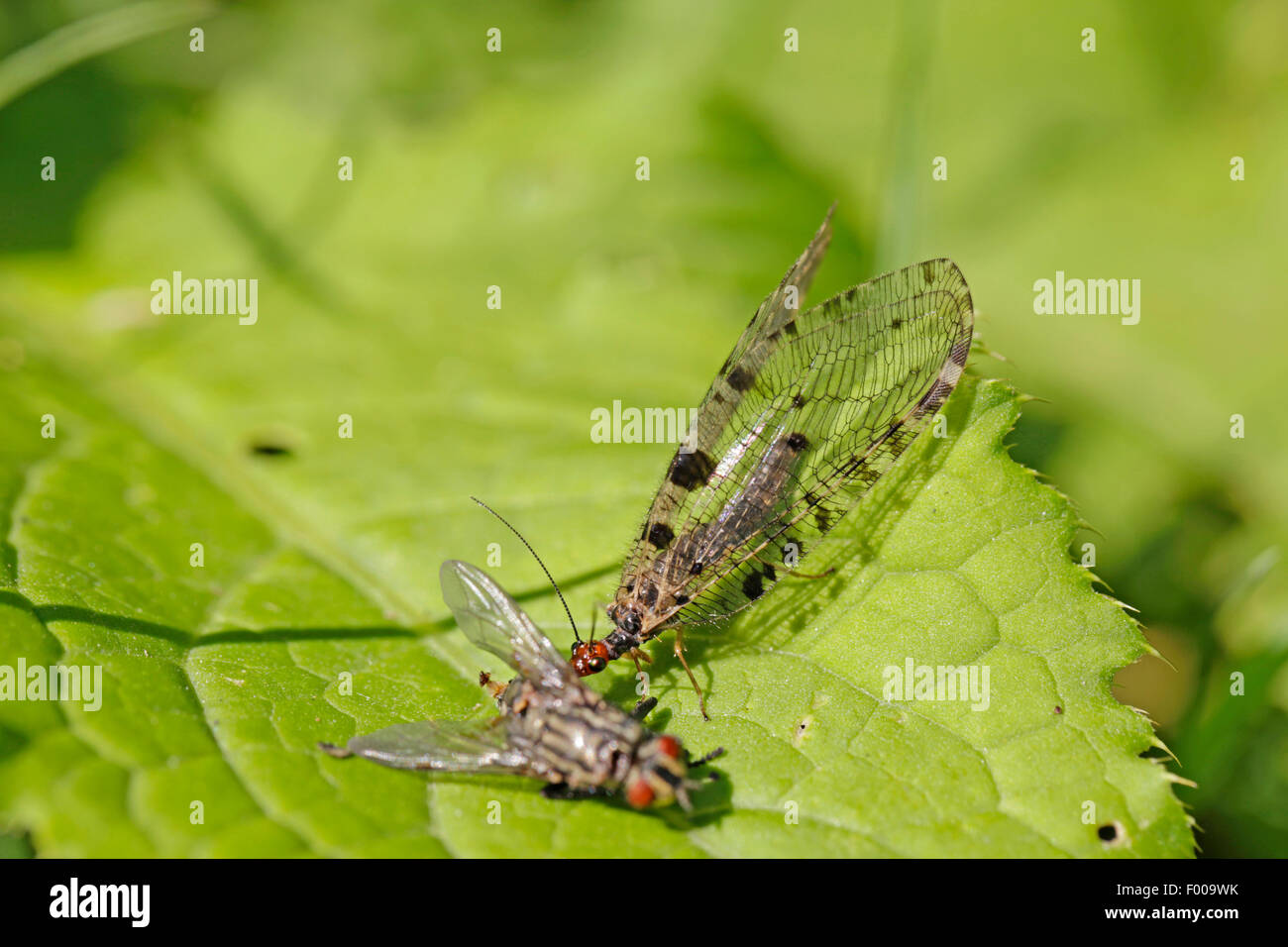 Osmylid fly hi-res stock photography and images - Alamy