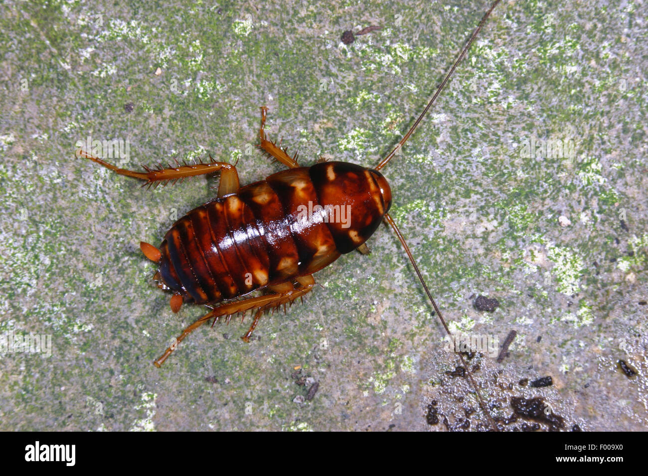 Australian cockroach (Periplaneta australasiae, Blatta australasiae ...