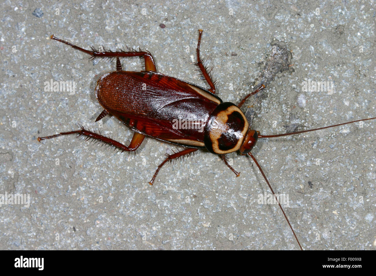 Australian cockroach (Periplaneta australasiae, Blatta australasiae ...