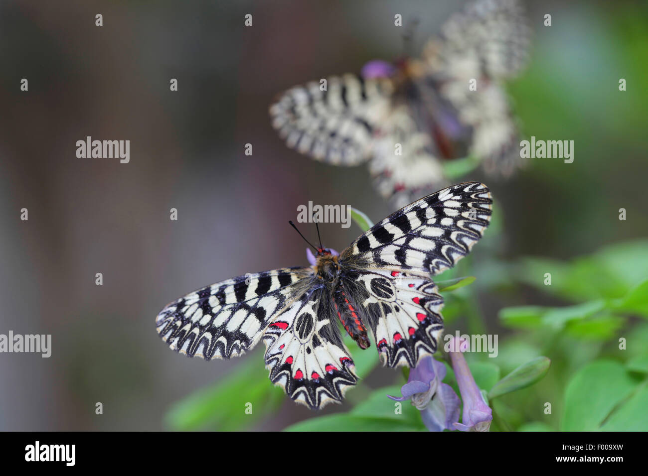 Flower festoons hi-res stock photography and images - Alamy