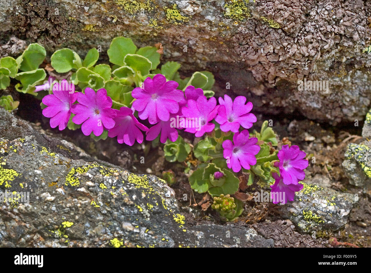 Alpine primula, Hirsuta Primrose (Primula hirsuta, Primula viscosa ...