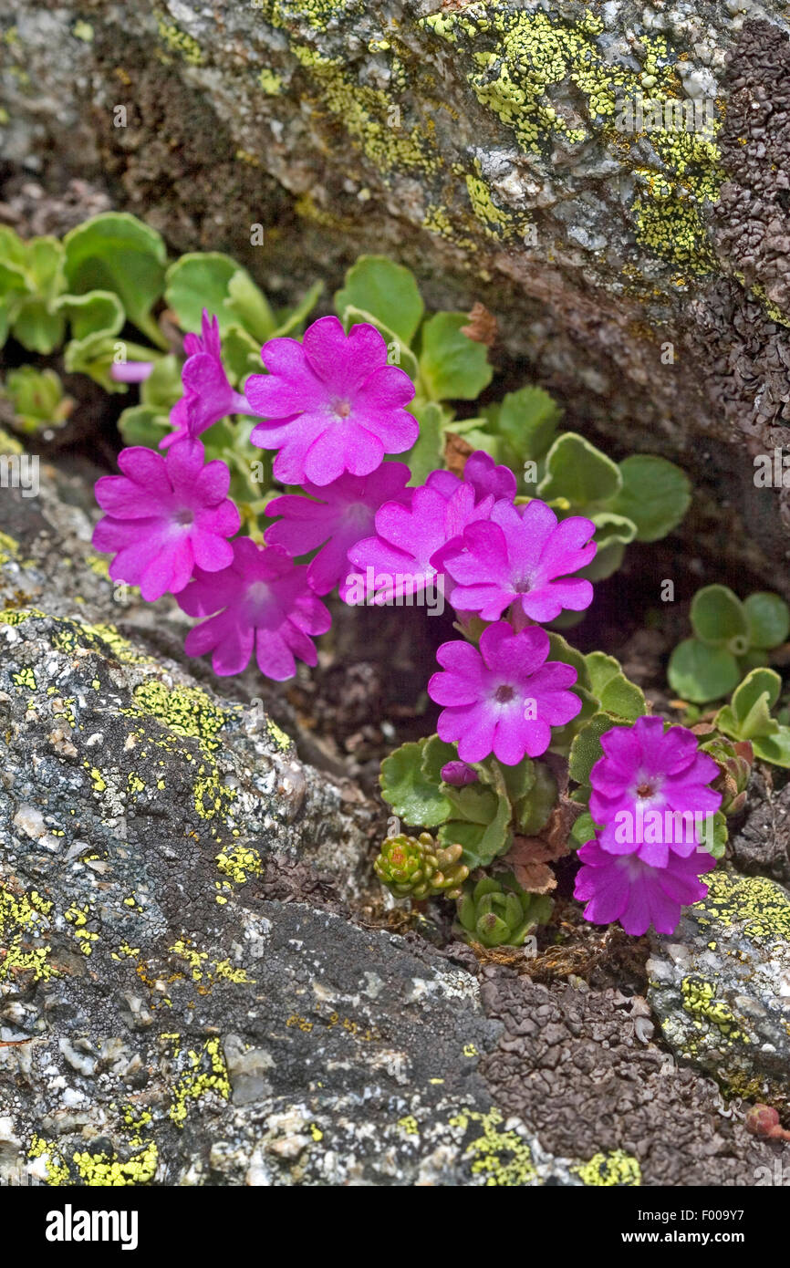 Alpine primula, Hirsuta Primrose (Primula hirsuta, Primula viscosa ...