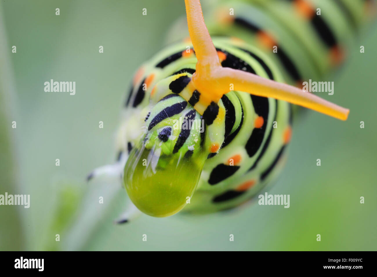 swallowtail (Papilio machaon), caterpillar upending its Osmaterium and ...