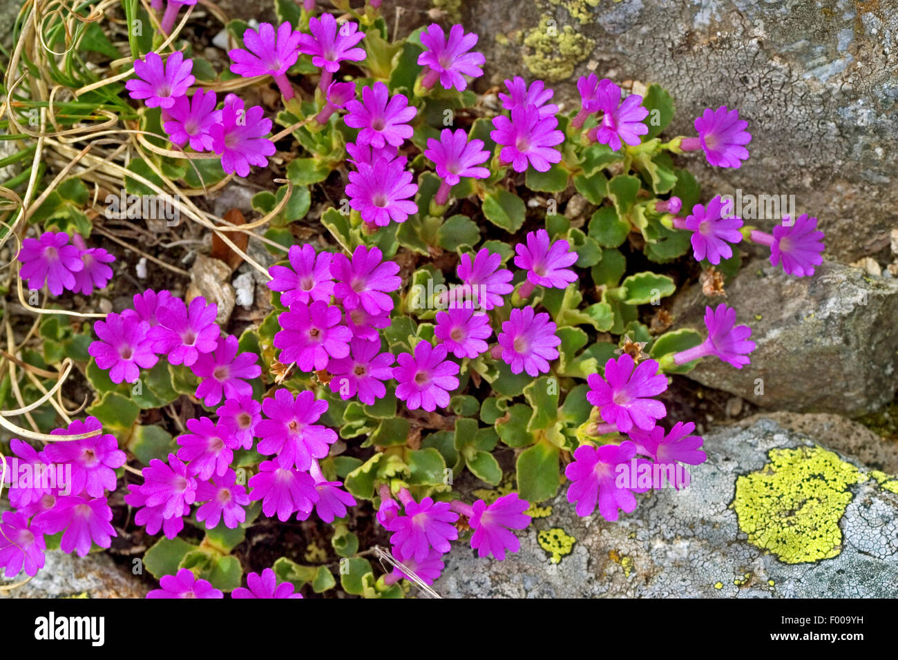 Alpine primrose primula hirsuta hi-res stock photography and images - Alamy