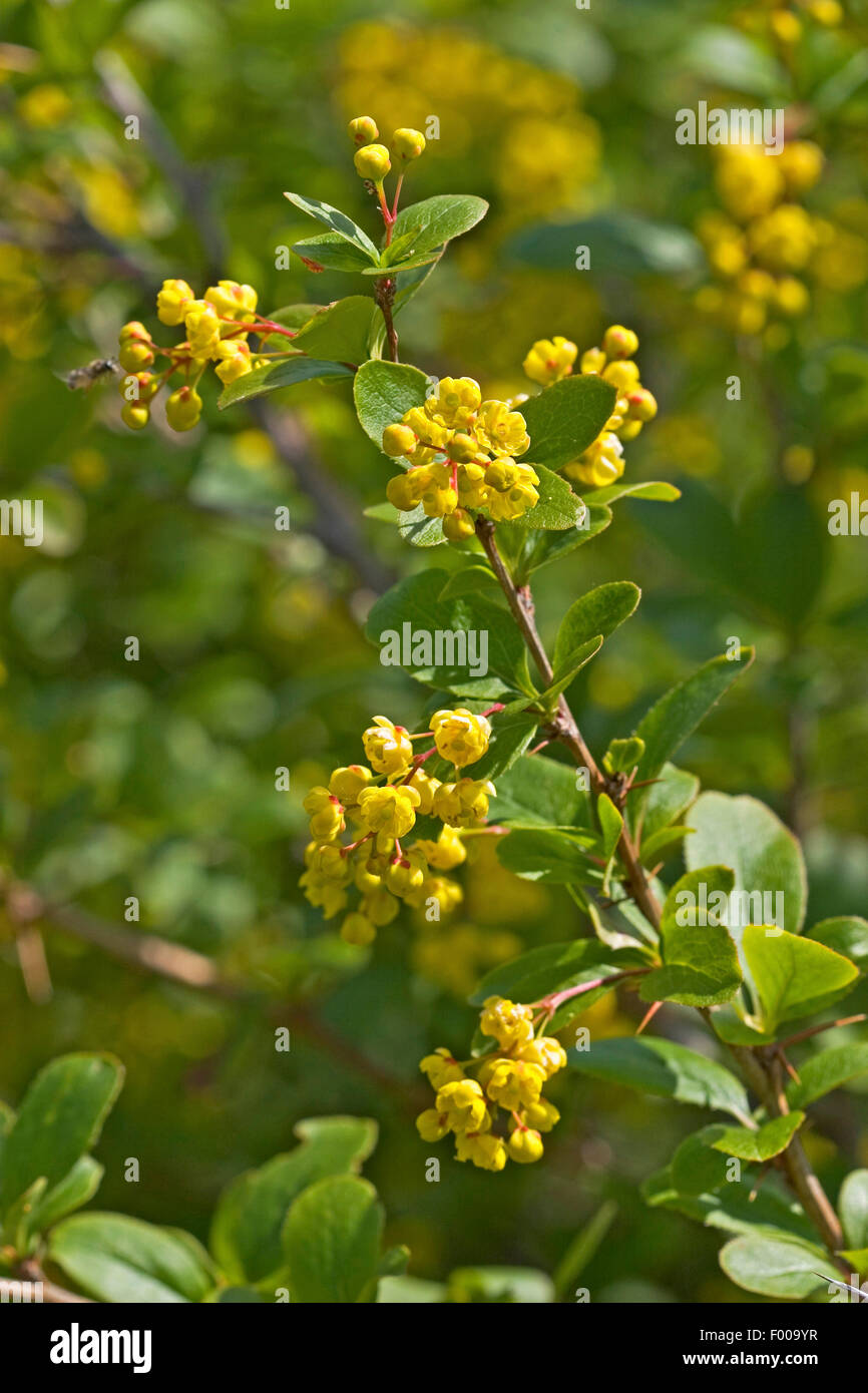 common barberry, European barberry (Berberis vulgaris), blooming ...