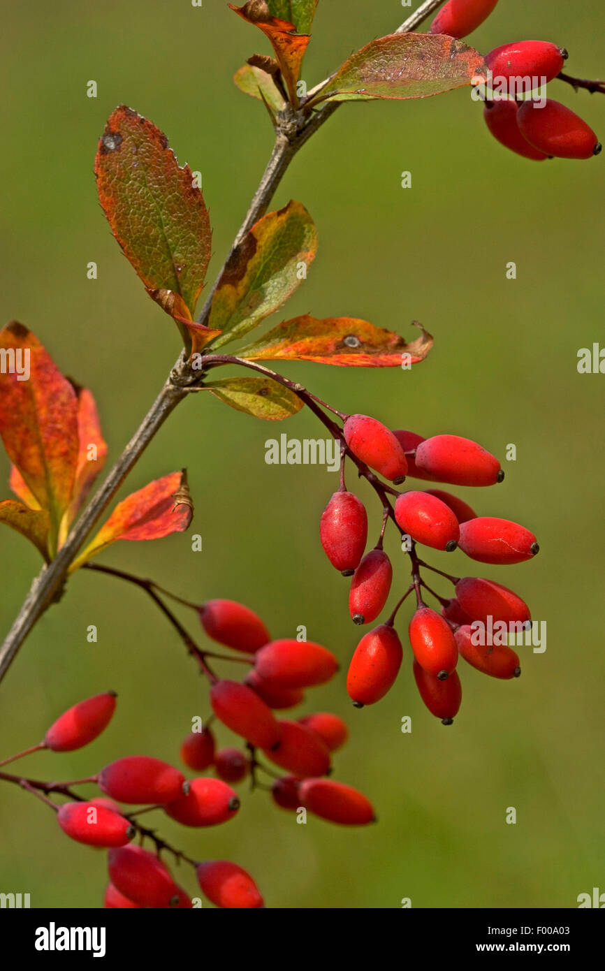 common barberry, European barberry (Berberis vulgaris), fruiting ...